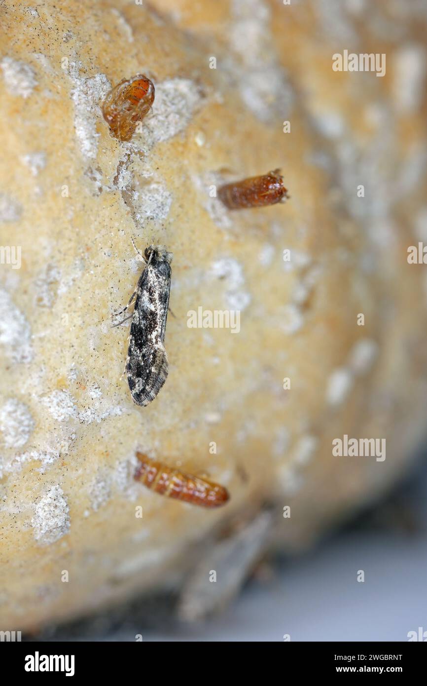 European grain worm or European grain moth (Nemapogon granella). Moth ...