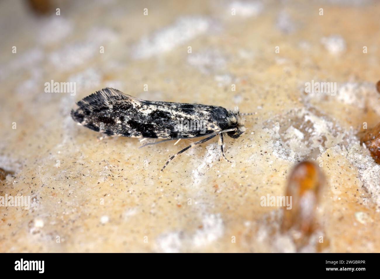 European grain worm or European grain moth (Nemapogon granella). A moth ...