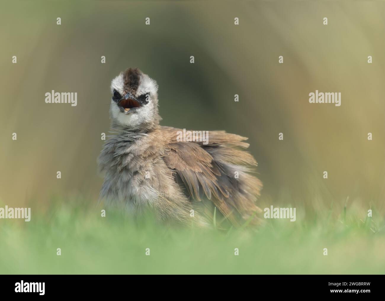 Portrait of a yellow-vented bulbul (Pycnonotus goiavier) bird with ...