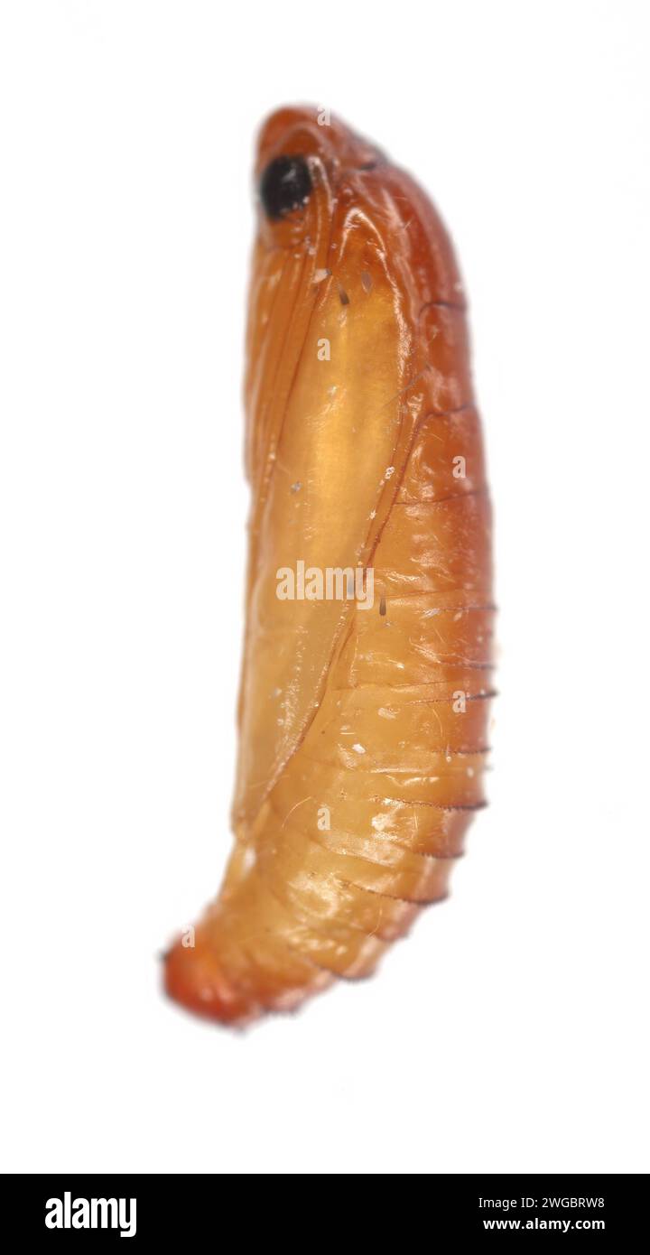 European grain worm or European grain moth (Nemapogon granella ...