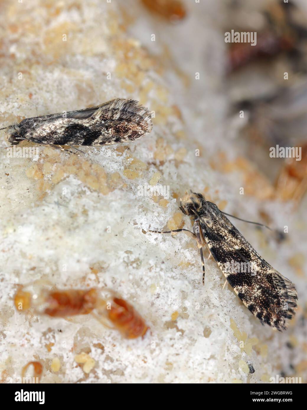 European grain worm or European grain moth (Nemapogon granella). Moths ...