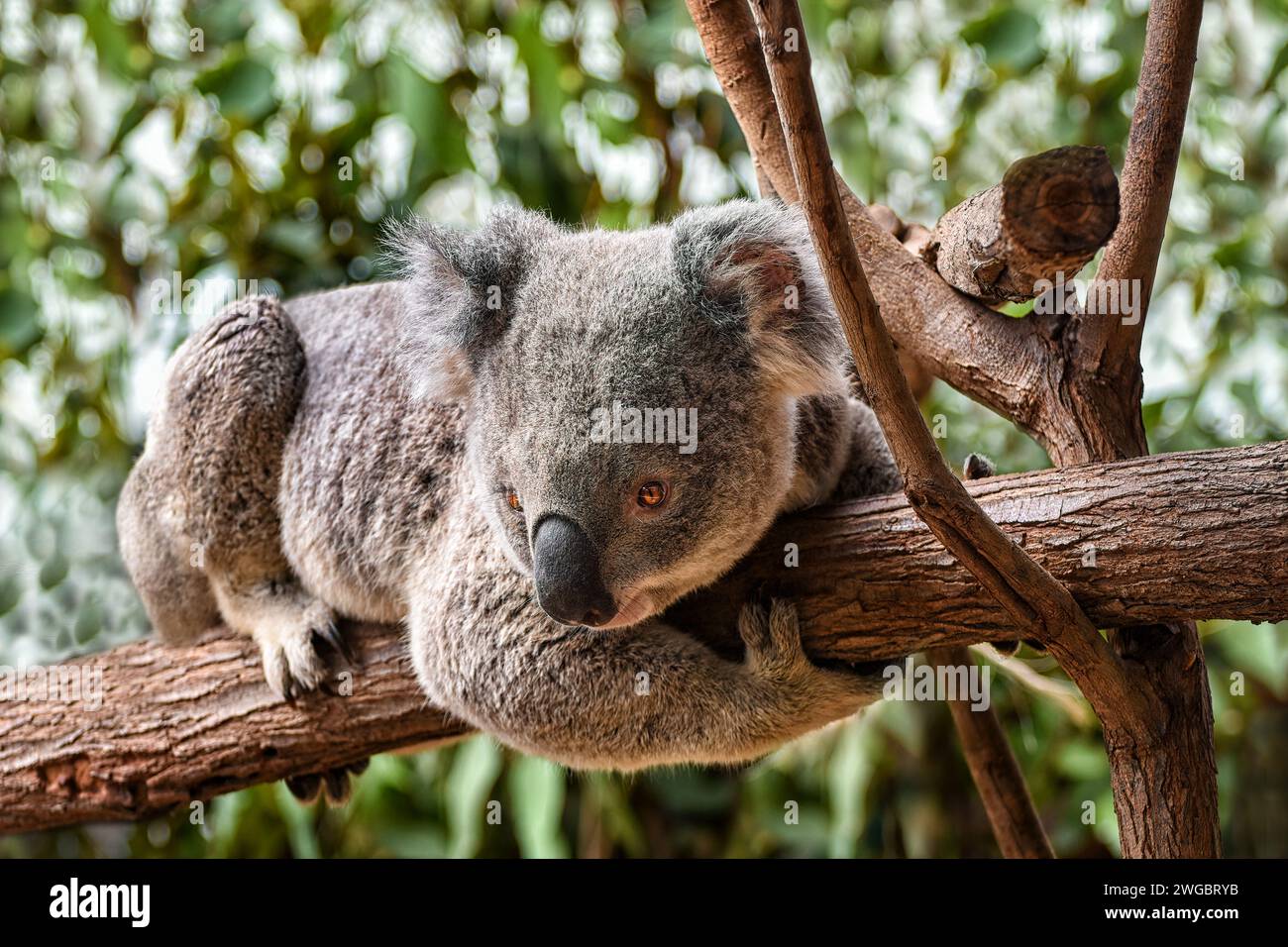 Koala Bear Hugging Tree