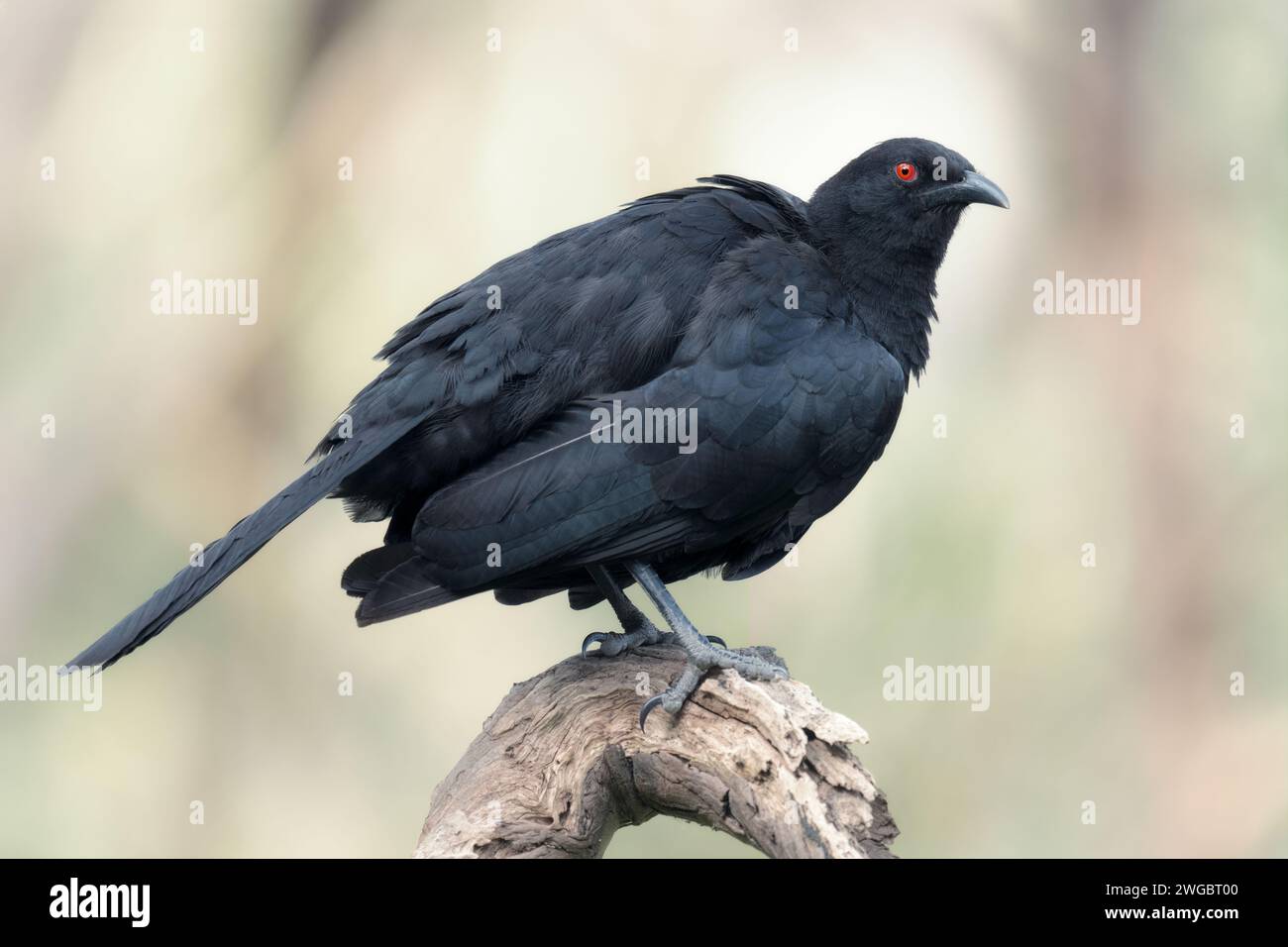 Australian white winged chough hi-res stock photography and images - Alamy