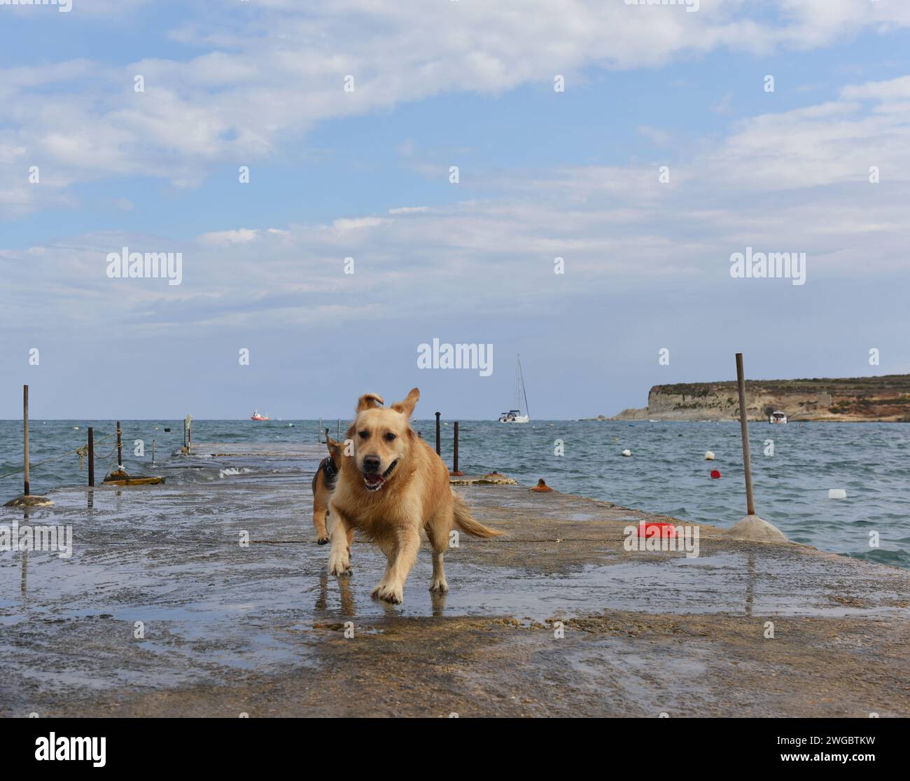 Golden retriever dog running on the beach, St Thomas Bay, Marsaskala ...