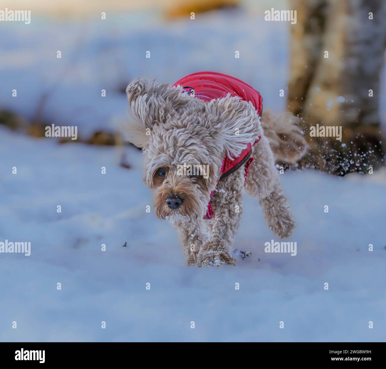 Cavapoo dog hi-res stock photography and images - Alamy