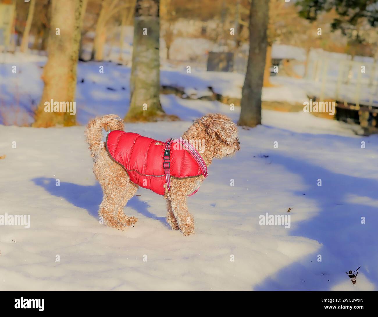 A young Cavapoo dog playing in the snow with a red cover in Ludvika ...