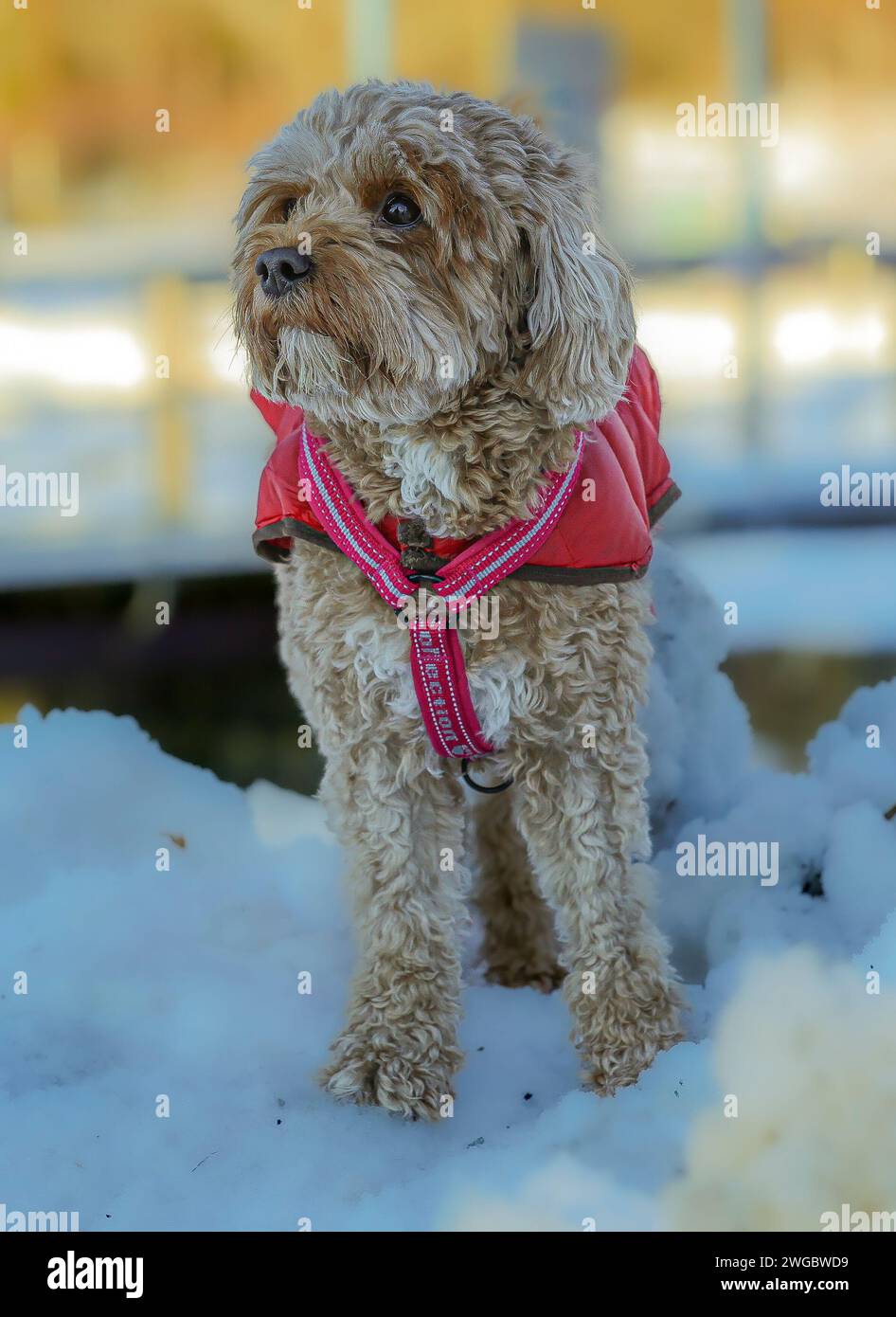 A young Cavapoo dog playing in the snow with a red cover in Ludvika ...