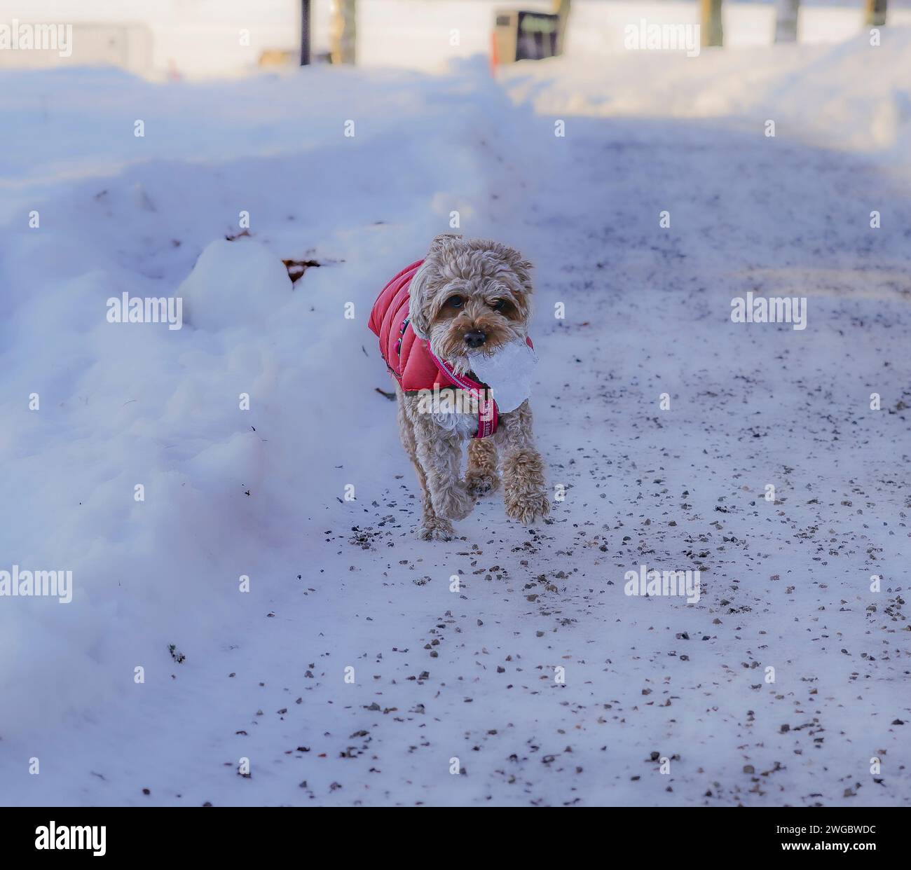 Cavapoo dog hi-res stock photography and images - Alamy