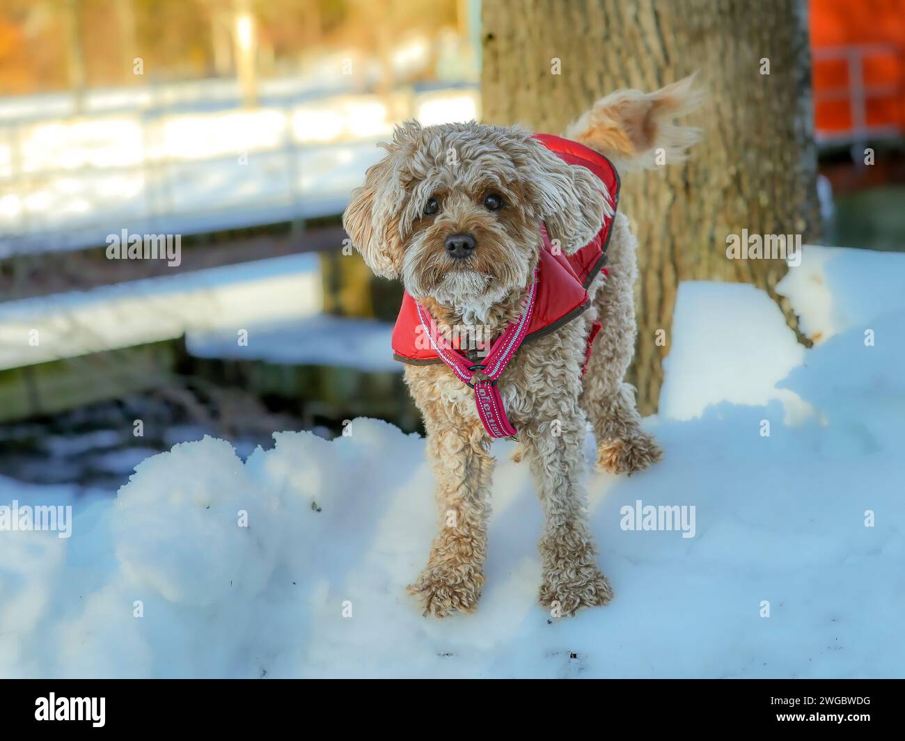 Cavapoo dog hi-res stock photography and images - Alamy