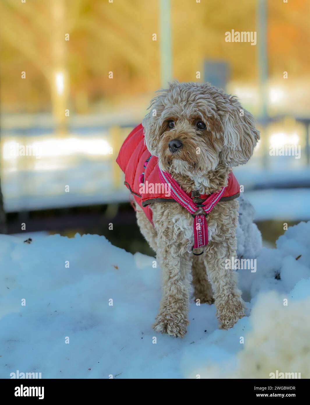 A young Cavapoo dog playing in the snow with a red cover in Ludvika ...