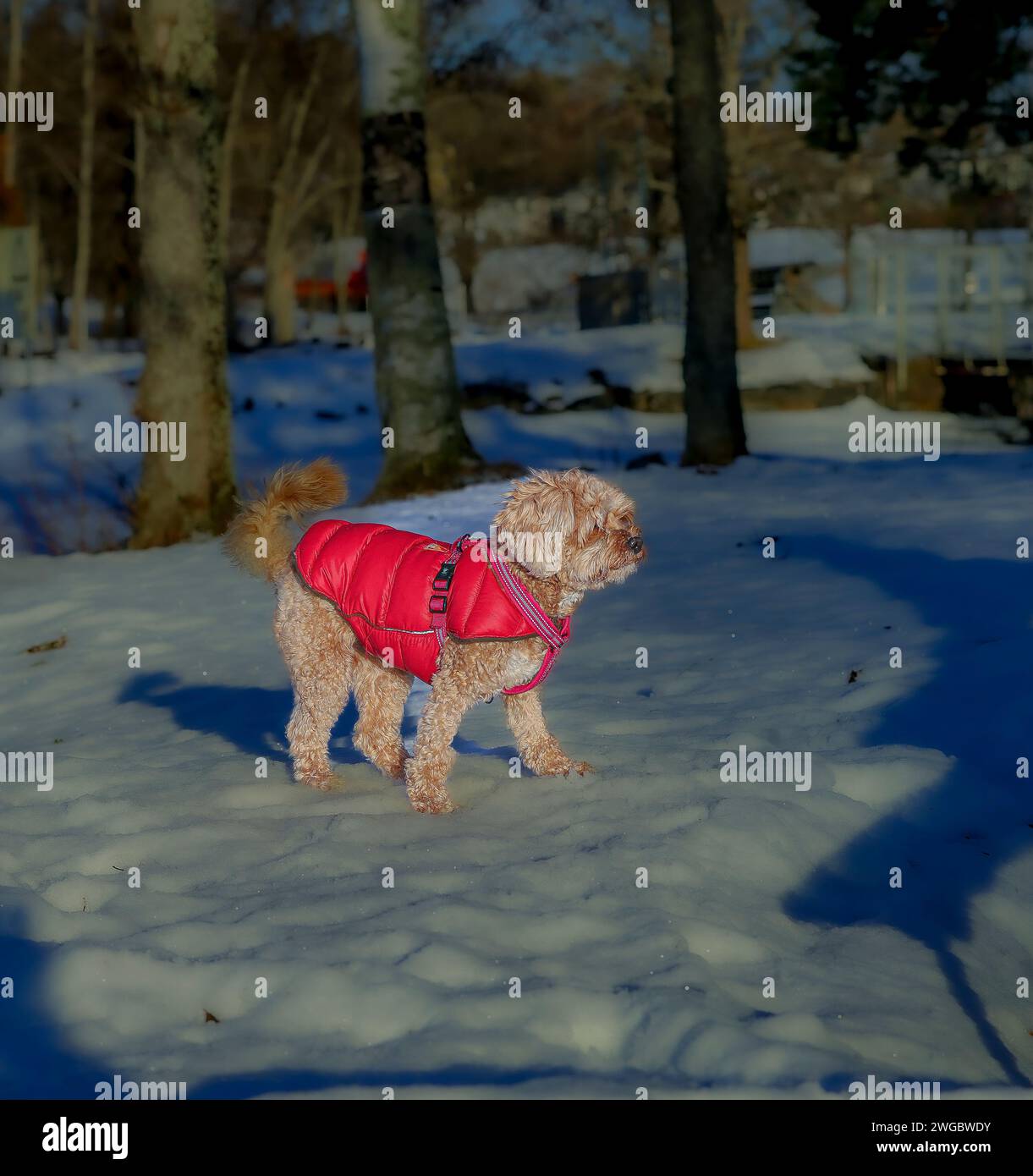 Cavapoo dog hi-res stock photography and images - Alamy