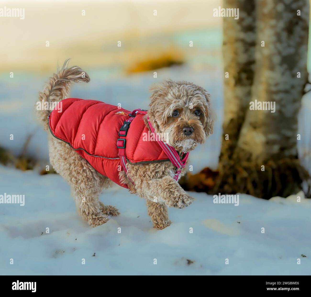 A young Cavapoo dog playing in the snow with a red cover in Ludvika ...
