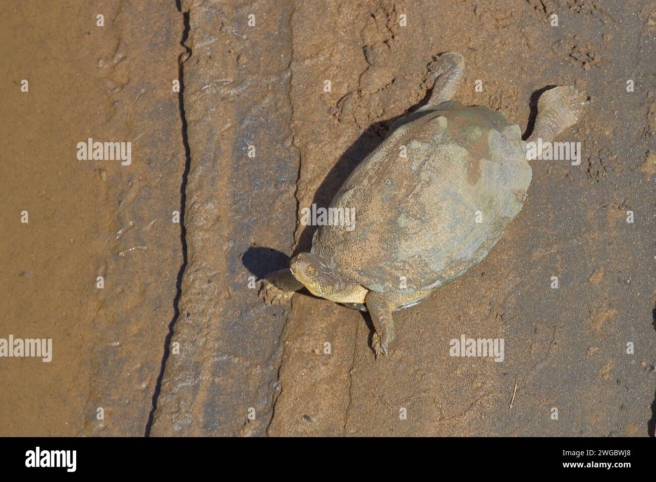 Pelomedusen tortoise hi-res stock photography and images - Alamy