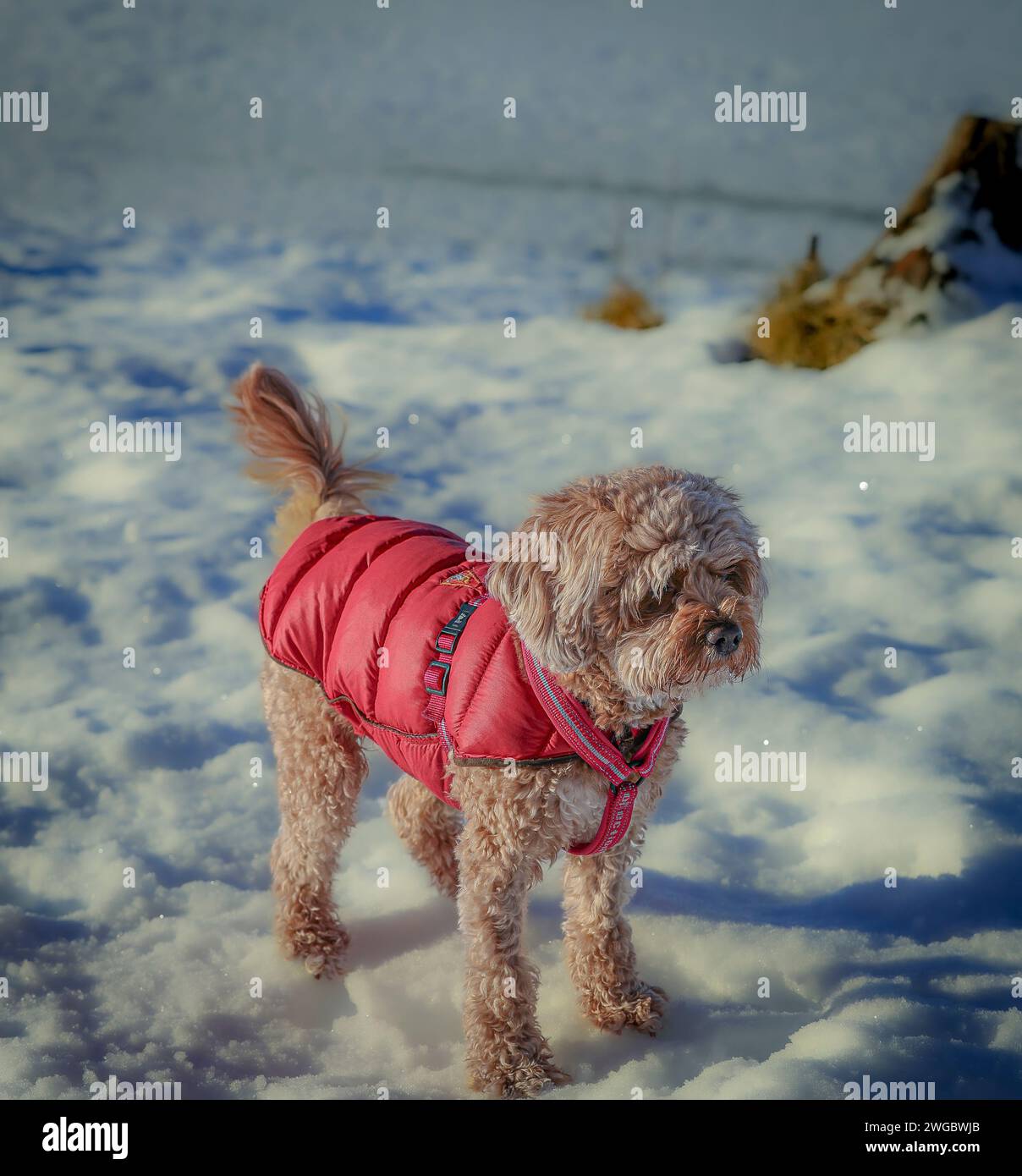 A young Cavapoo dog playing in the snow with a red cover in Ludvika ...