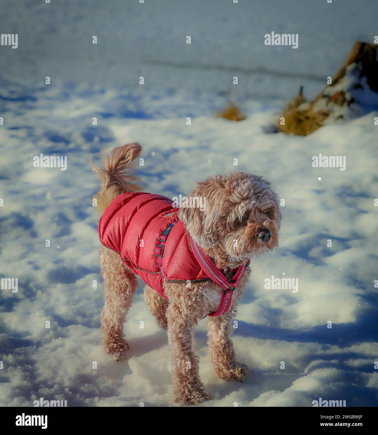 A young Cavapoo dog playing in the snow with a red cover in Ludvika ...
