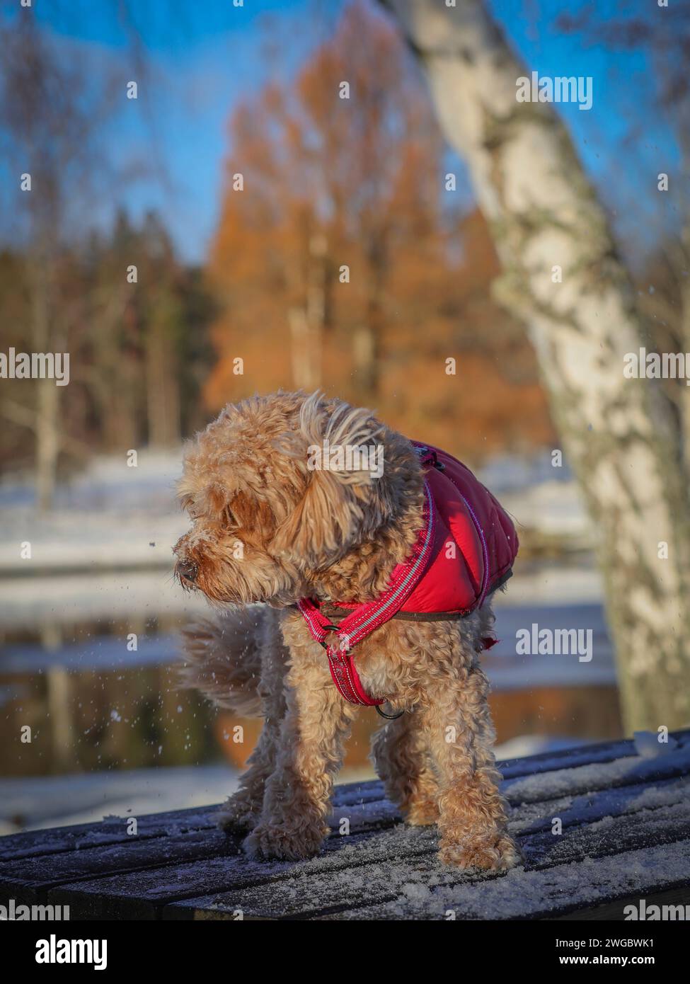 A young Cavapoo dog playing in the snow with a red cover in Ludvika ...