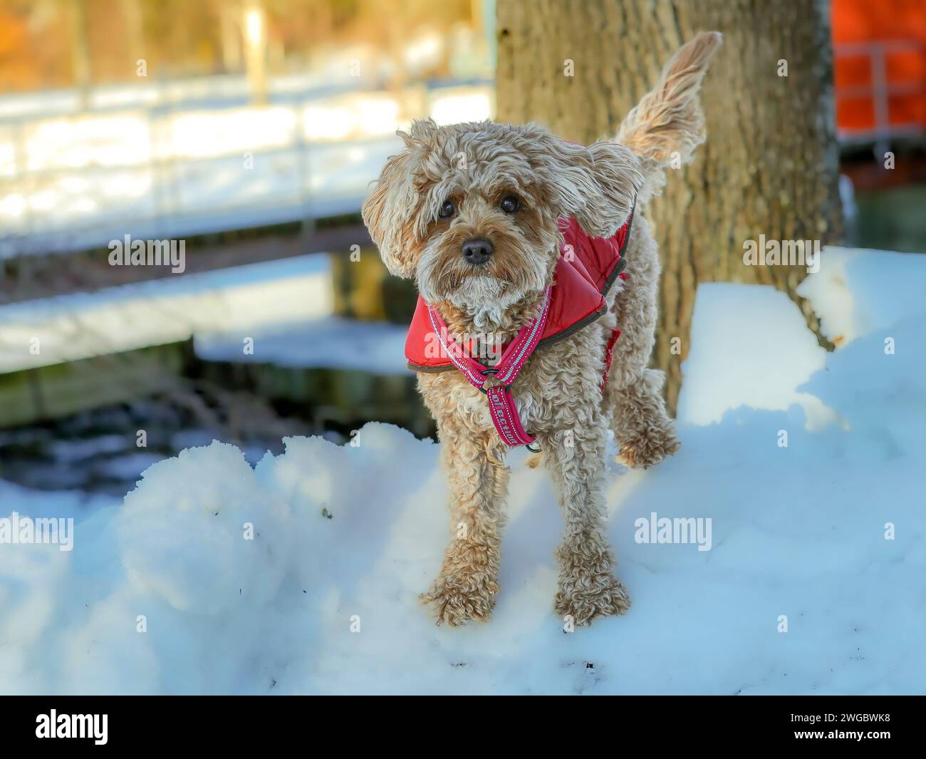 A young Cavapoo dog playing in the snow with a red cover in Ludvika ...
