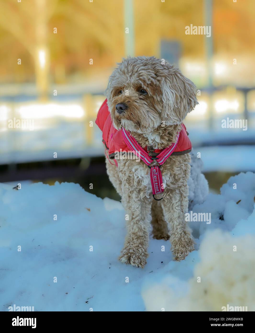 A young Cavapoo dog playing in the snow with a red cover in Ludvika ...