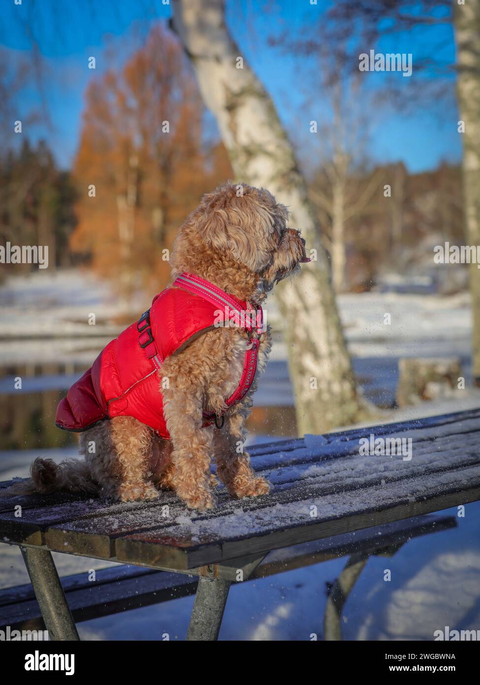 A young Cavapoo playing in the snow with a red cover in Ludvika City ...