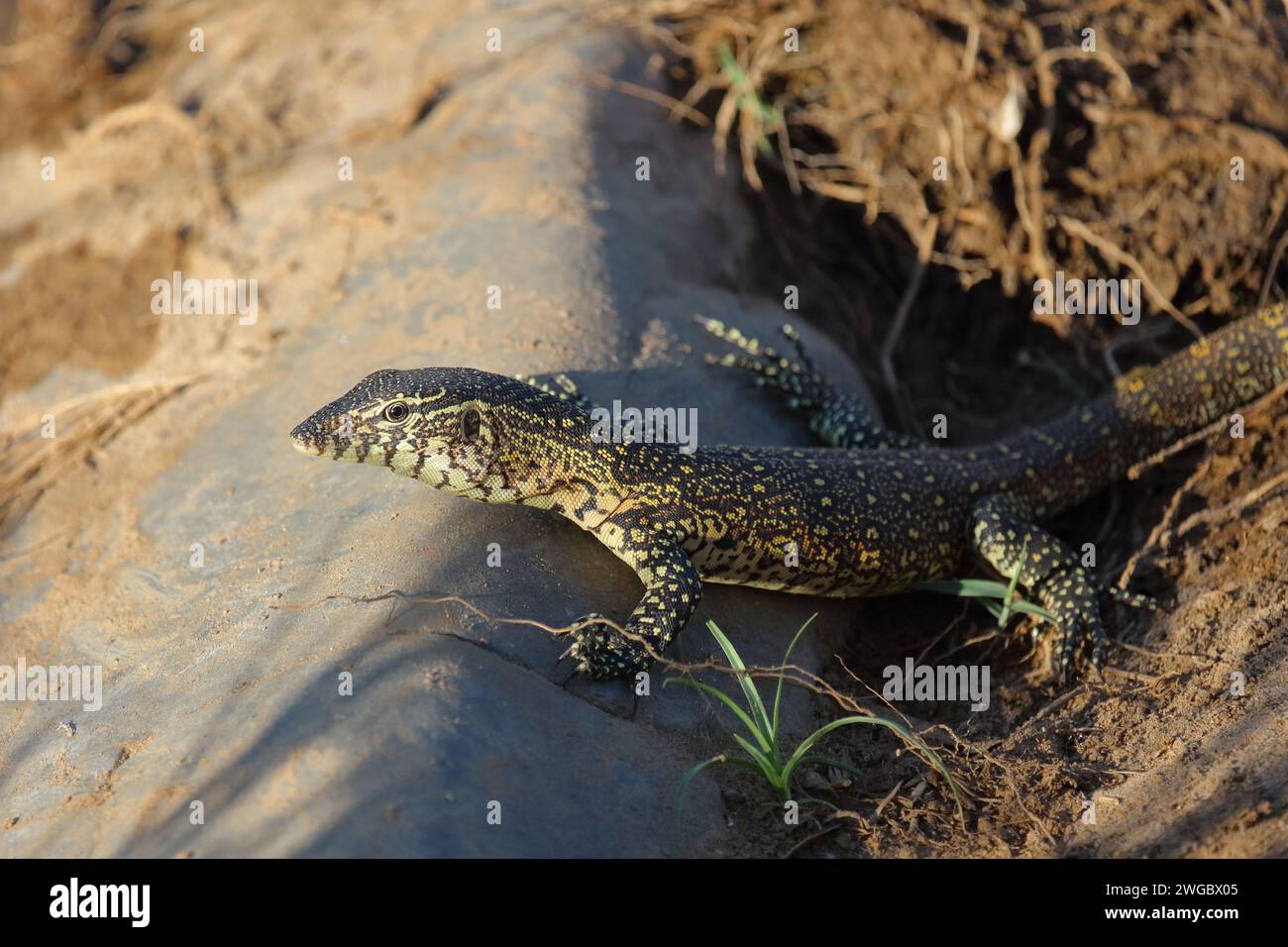 Nile monitors hi-res stock photography and images - Alamy
