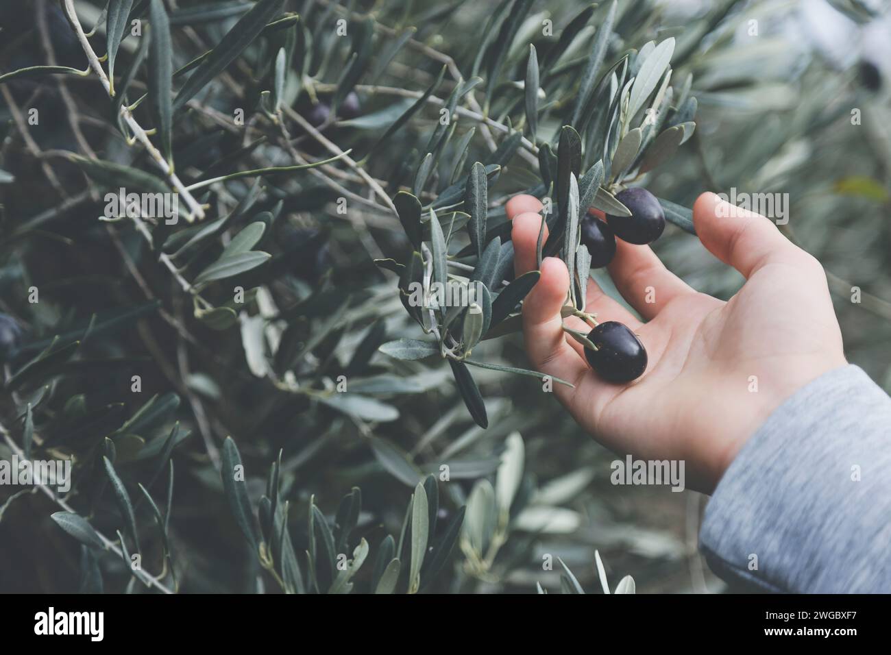 Hand standing in an olive grove by a an olive tree holding black olives ...