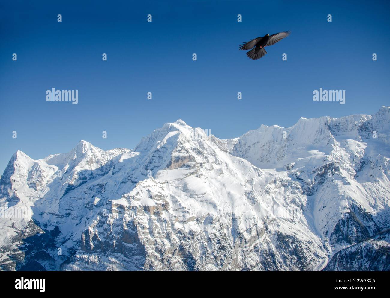 Bird in flight above snowy mountain peaks on Mt Schilthorn, Switzerland ...