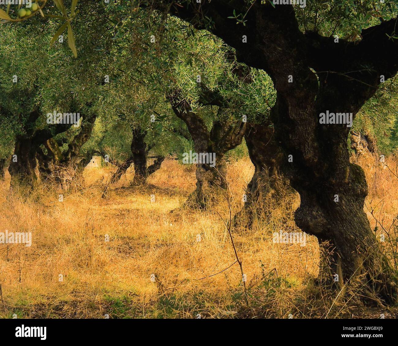 Olive growth hi-res stock photography and images - Alamy