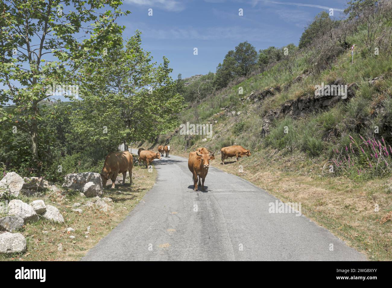 Mountain cows from Peneda Geres National Park, north of Portugal Stock ...
