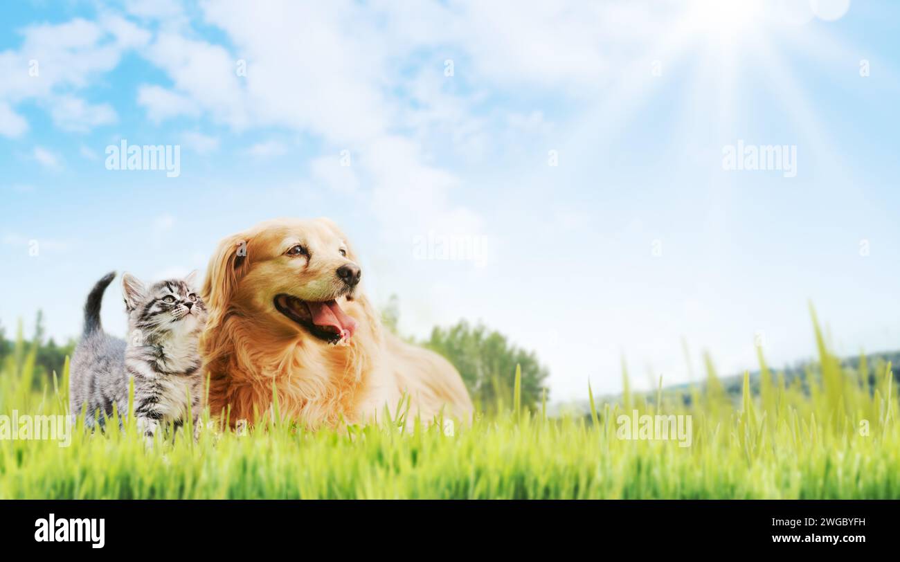 Happy pets outdoors: dog and kitten in the grass playing together Stock ...
