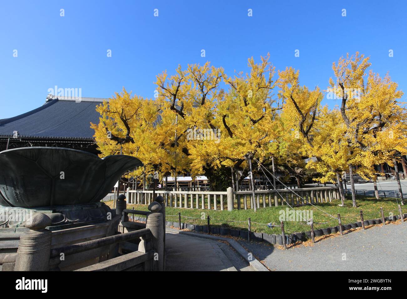 Ginkgo tree temple hi-res stock photography and images - Alamy