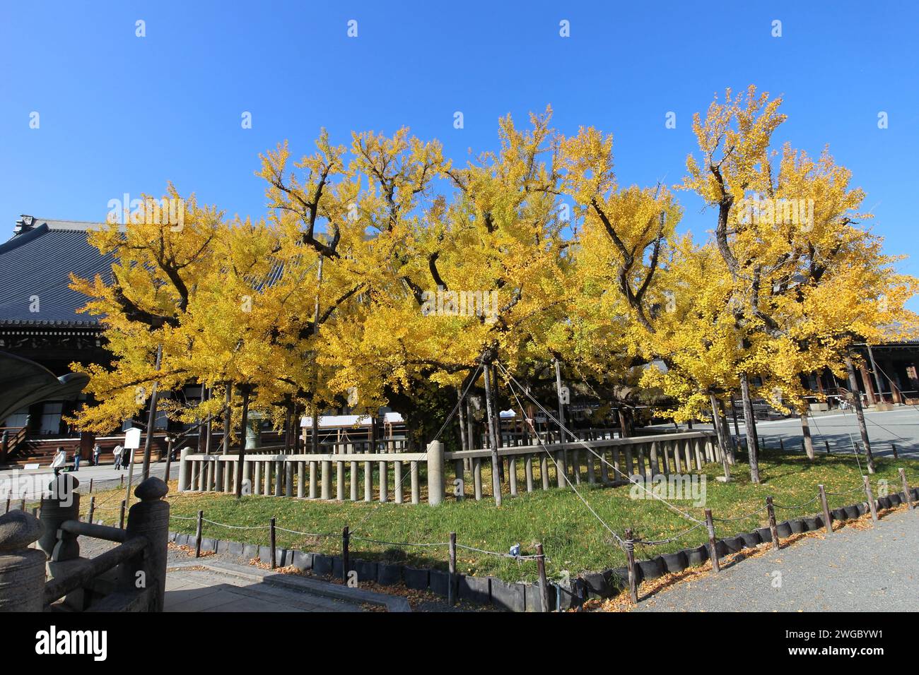 Large ginkgo tree in Nishi Hongwanji Temple, Kyoto, Japan Stock Photo ...