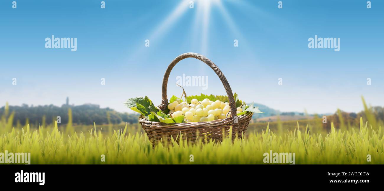 Rustic basket full of ripe grapes on the grass and view of the ...