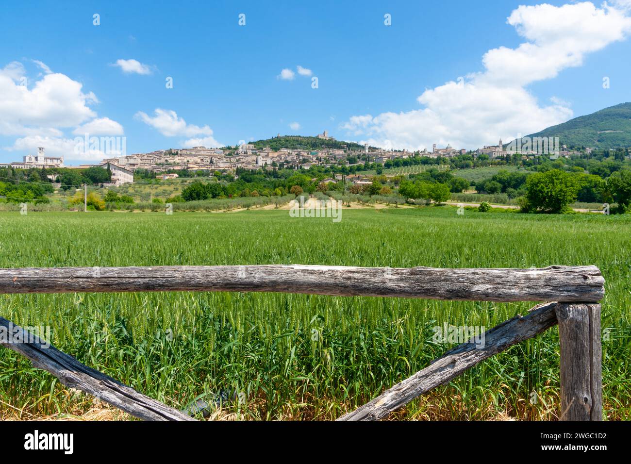Green fields of crops and olive trees rustic old fence with Assissi out ...
