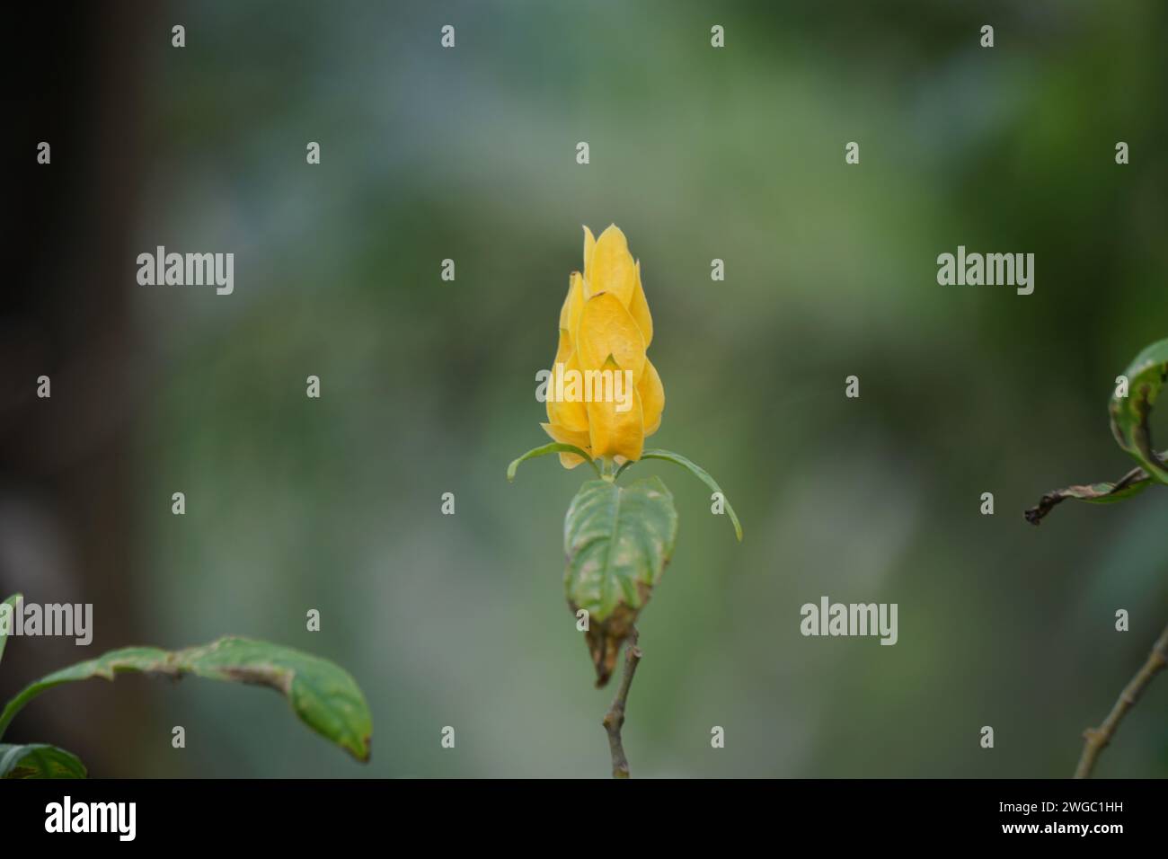 Lilin emas hi-res stock photography and images - Alamy