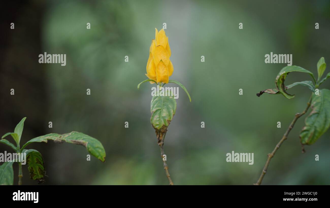 Pachystachys lutea (golden shrimp plant, lollipop plant, lilin emas ...