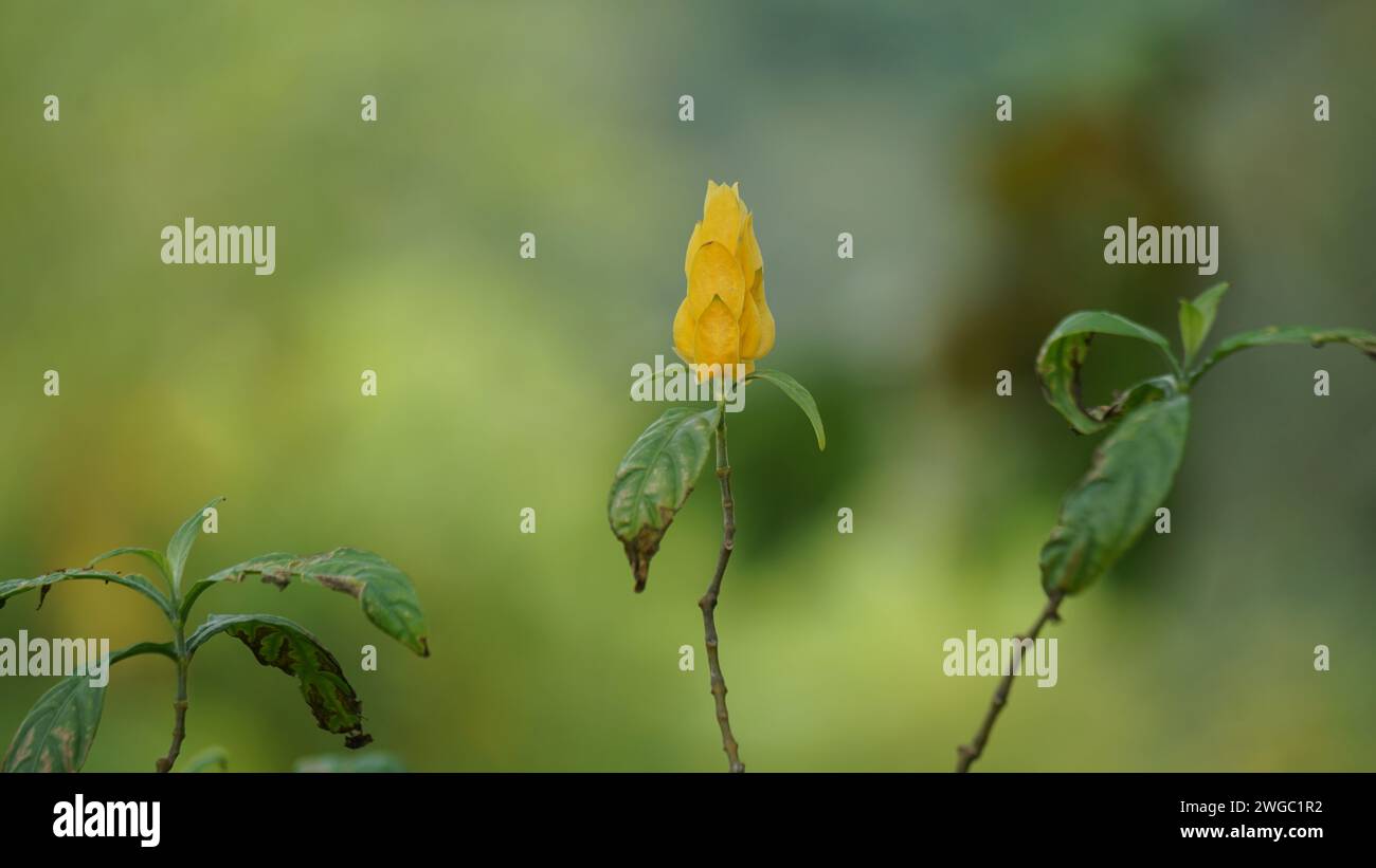 Lilin emas hi-res stock photography and images - Alamy