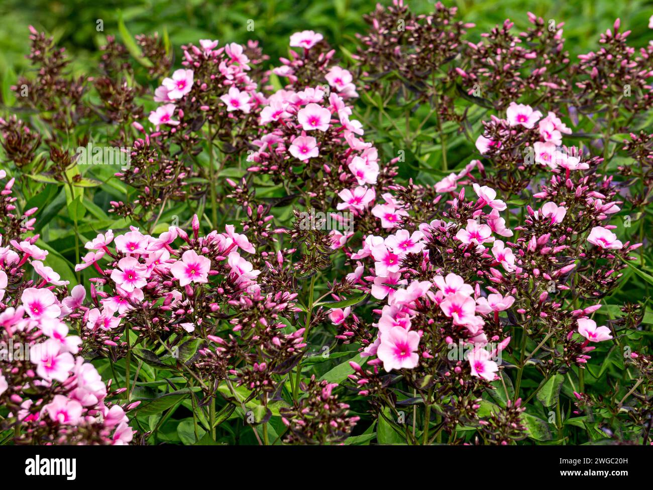 Beautiful bright pink phlox flowers in the garden in summer Stock Photo ...