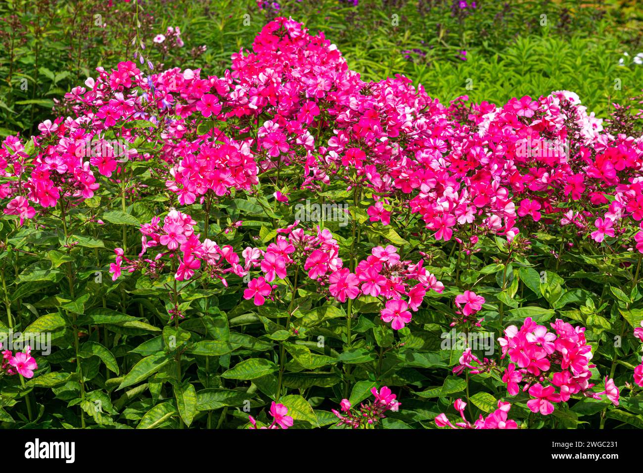 Beautiful bright pink phlox flowers in the garden in summer Stock Photo ...