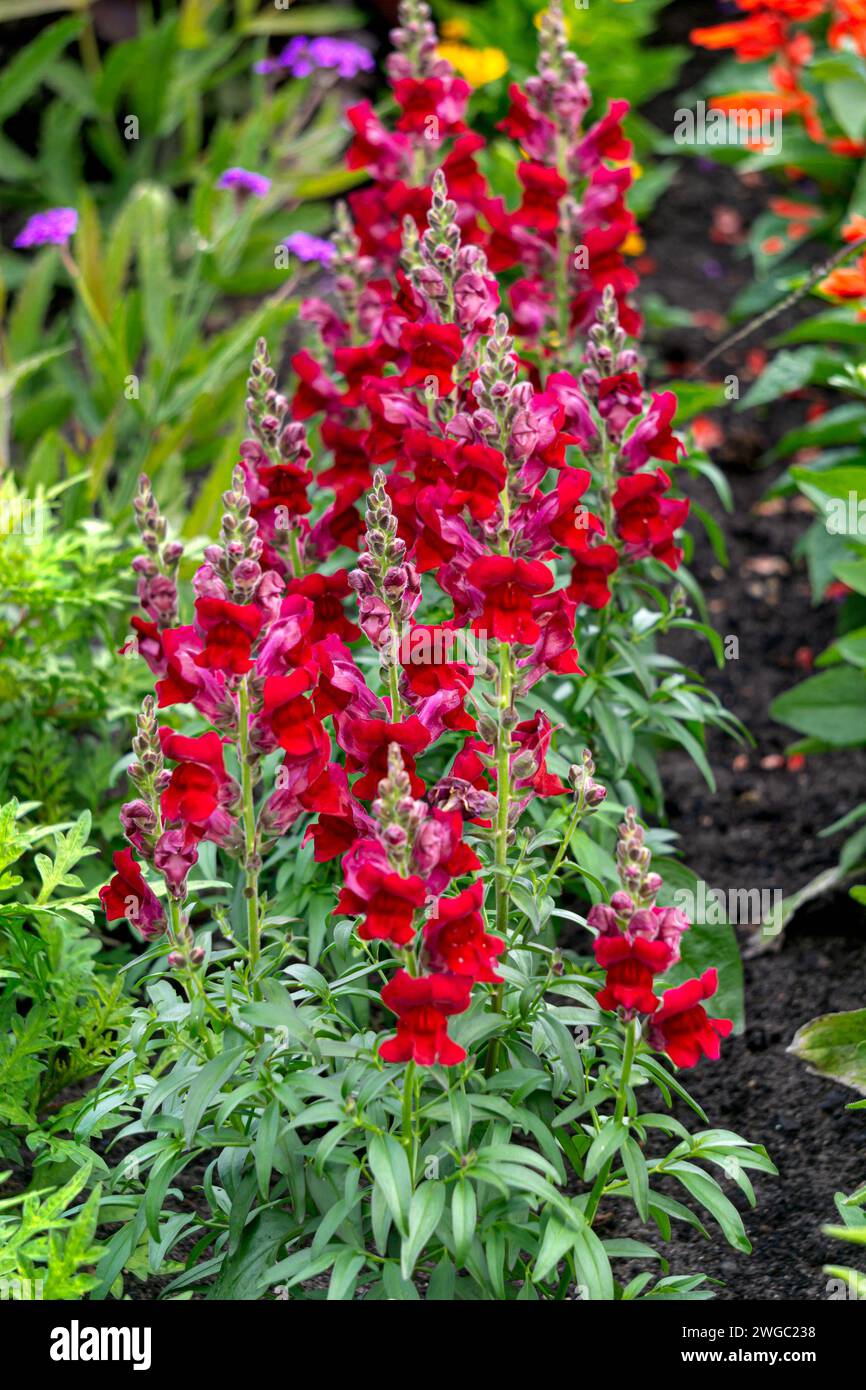 Burgundy snapdragon flowers blooming in the garden Stock Photo - Alamy