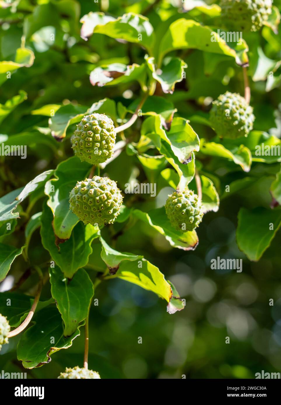 close-up of Cornus capitata, Himalayan Dogwood fruit Stock Photo - Alamy
