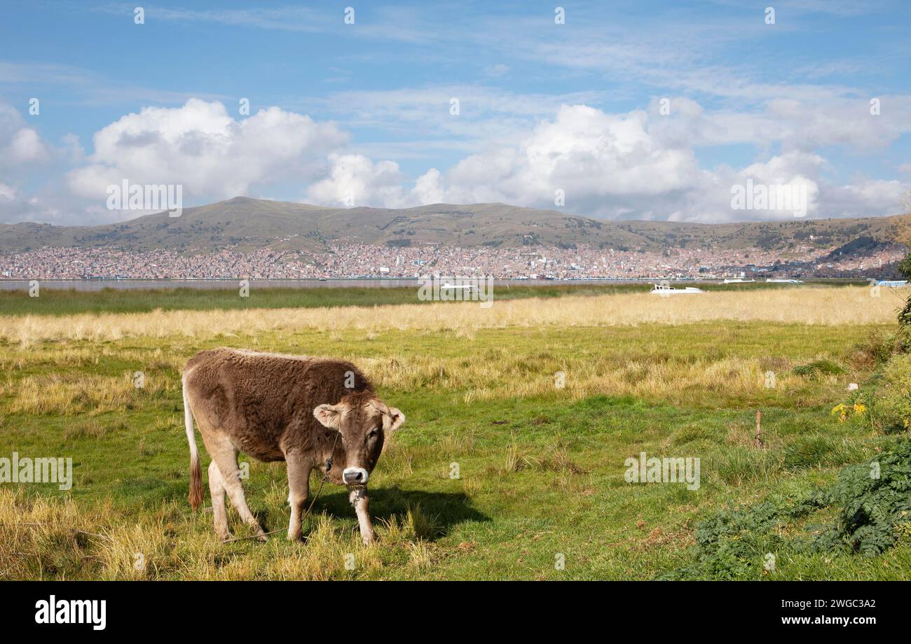 Cow grazing on the shore of Lake Titicaca, behind Puno, Puno province ...