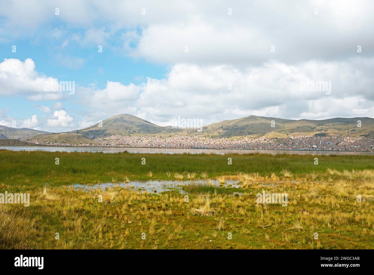 Lake Titicaca, in front reeds and Peruvian feather grass, behind Puno ...