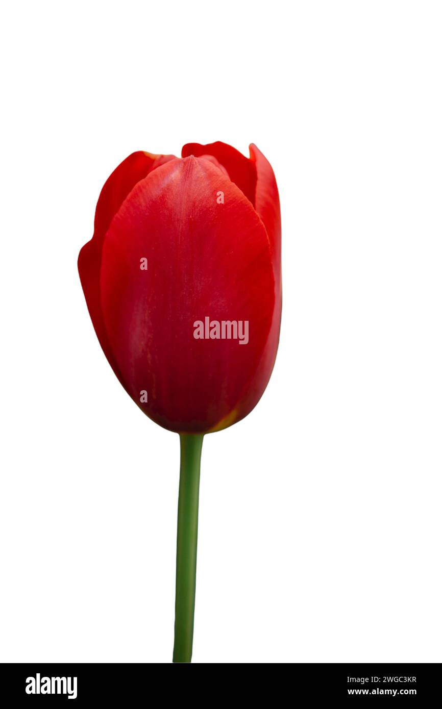 Beautiful red tulip flower for postcard beauty design. Tulip wallpaper ...