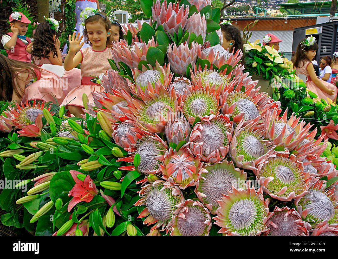 Flower float, flower decoration, Proteas (Protea cynaroides) children ...