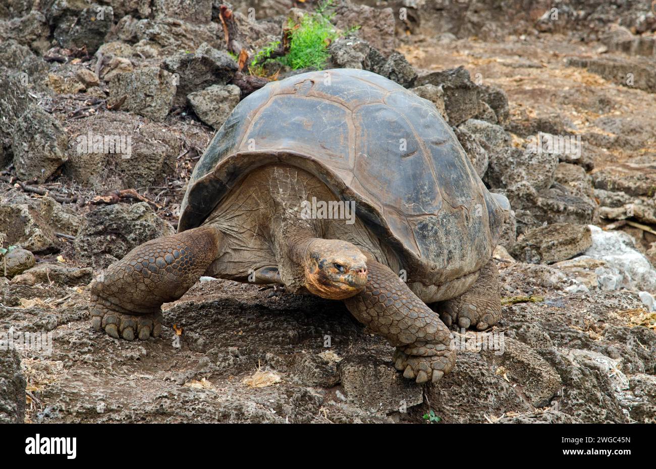Giant tortoise on Galapagos, South America, Ecuador, Galapagos giant ...