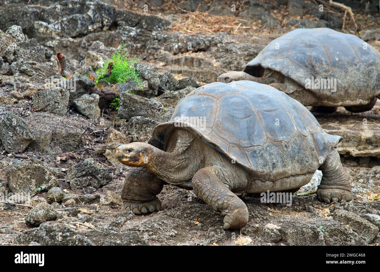 Giant tortoise on Galapagos, South America, Ecuador, Galapagos giant ...