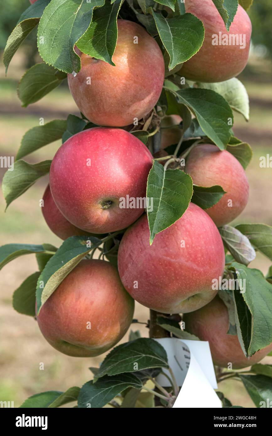 Columnar apple (Malus domestica 'Berbat'), columnar apple, woody plant ...