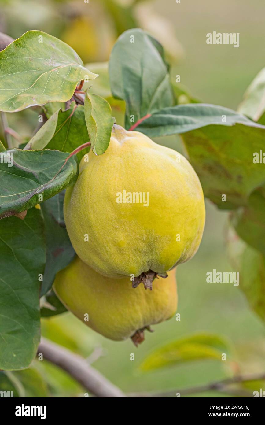 Cydonia oblonga adamsova hi-res stock photography and images - Alamy