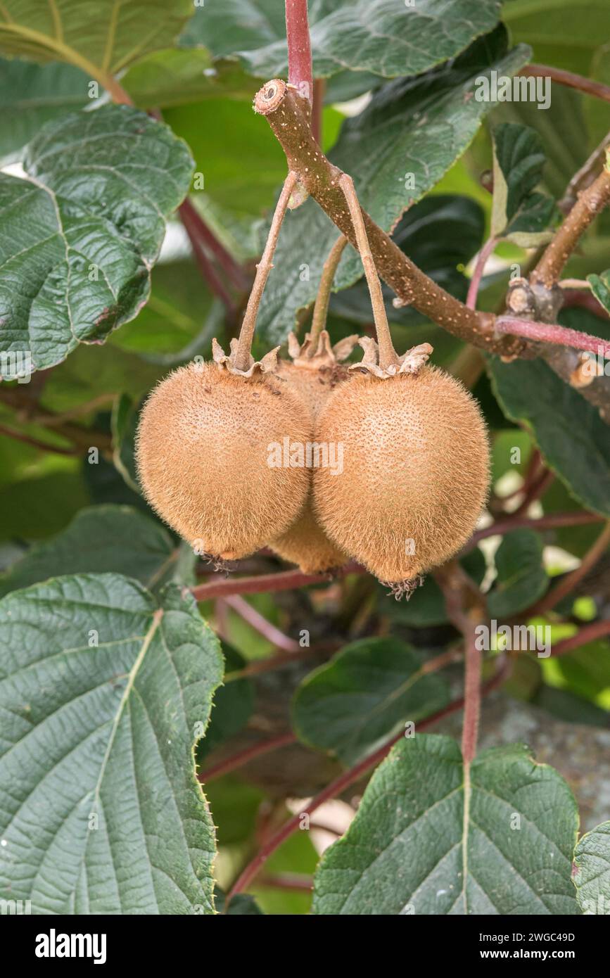 New zealand kiwi fruit tree hi-res stock photography and images - Alamy
