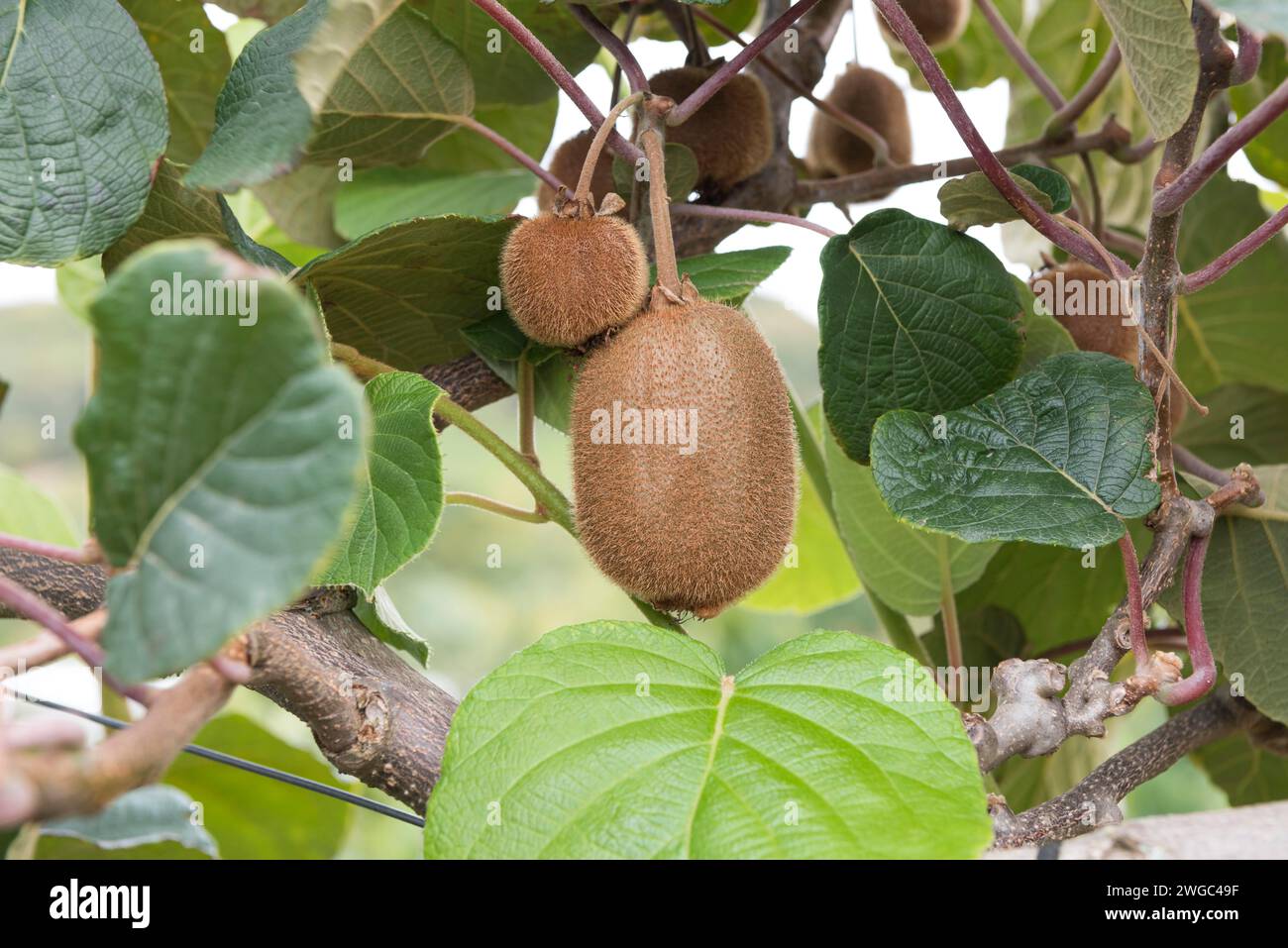 Kiwi fruit on the tree, New Zealand Stock Photo - Alamy